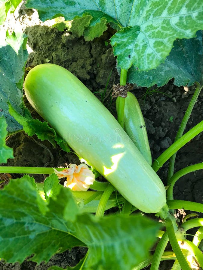 Farmer S White Zucchini in the Garden. Stock Photo - Image of healthy ...