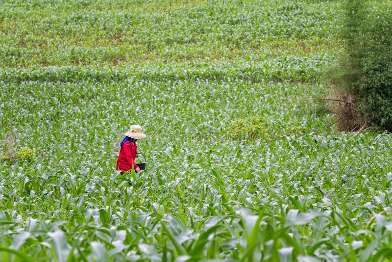 Farmer in Seedling Corn Field Editorial Photography - Image of land ...