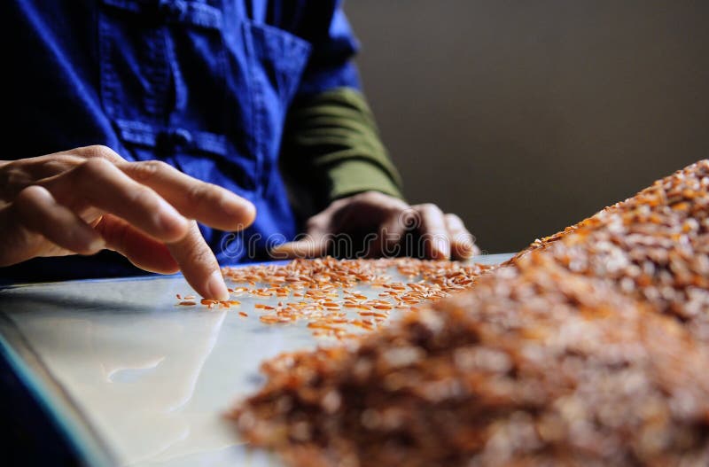 Farmer select rice stock image. Image of kitchen, genetic - 30834431
