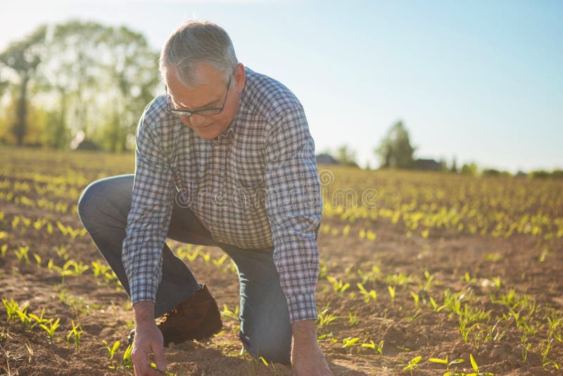 Farmer Senior in Countryside Checking Culture in Fields Stock Photo ...