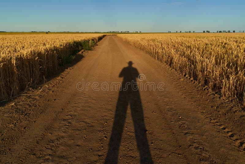 Farmer Shadow on Dirt Road through Wheat Field Stock Photo - Image of ...