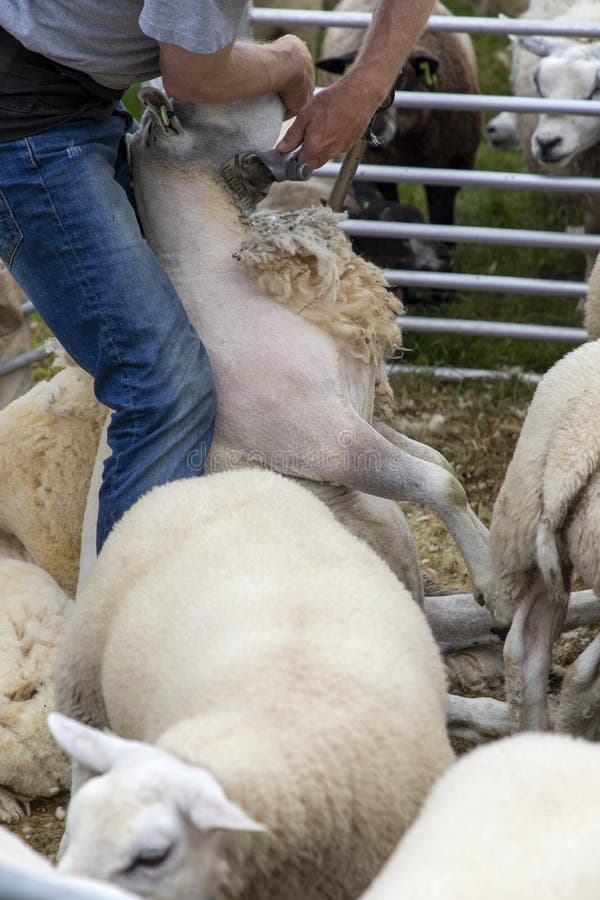 165 Shaving Sheep Stock Photos - Free & Royalty-Free Stock Photos from ...