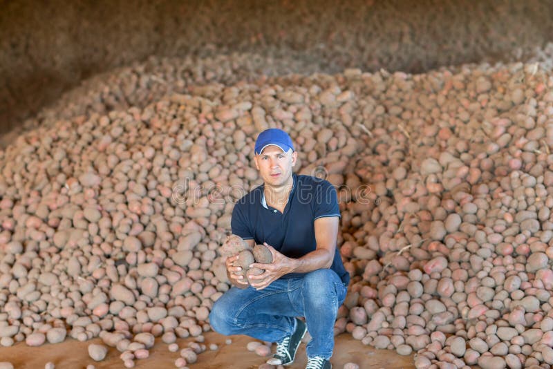 Farmer Showing Freshly Potatoes Stock Image - Image of food, plant ...