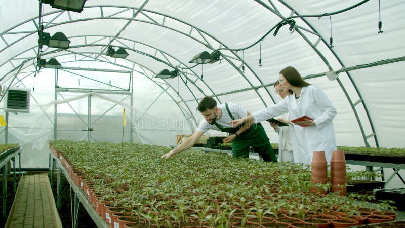 Farmer Showing Growing Crops To Young Scientists Stock Image - Image of ...