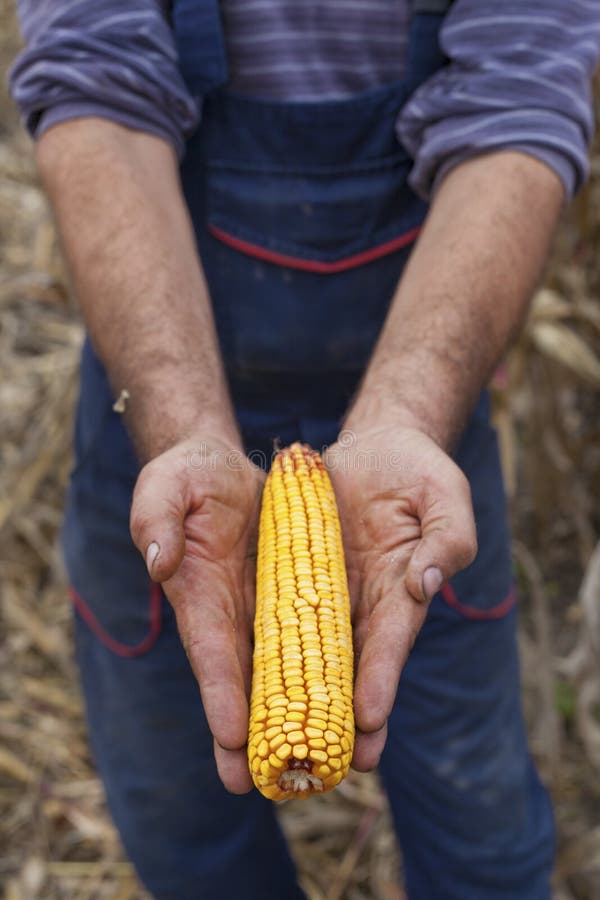 Farmer Showing Ripe Corn Maize Ear Stock Photo - Image of industry ...