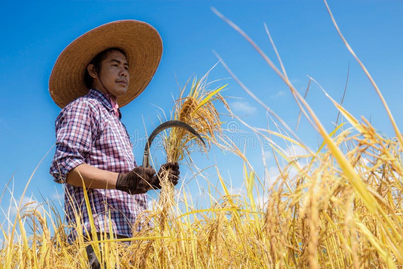 Farmer with a Sickle at Sky Stock Image - Image of gloves, field: 185993569