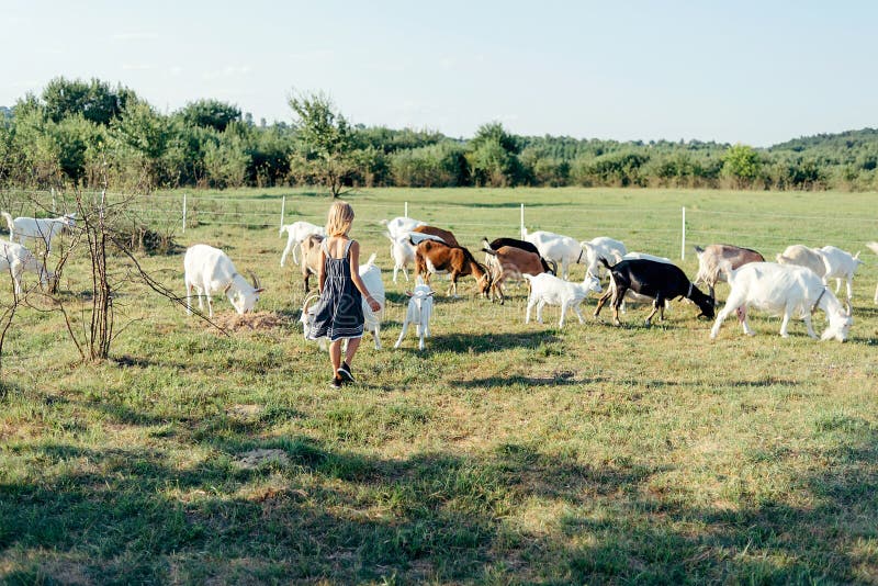 Goats from a Farm in a Specific Feeder To Retain Them while they are ...