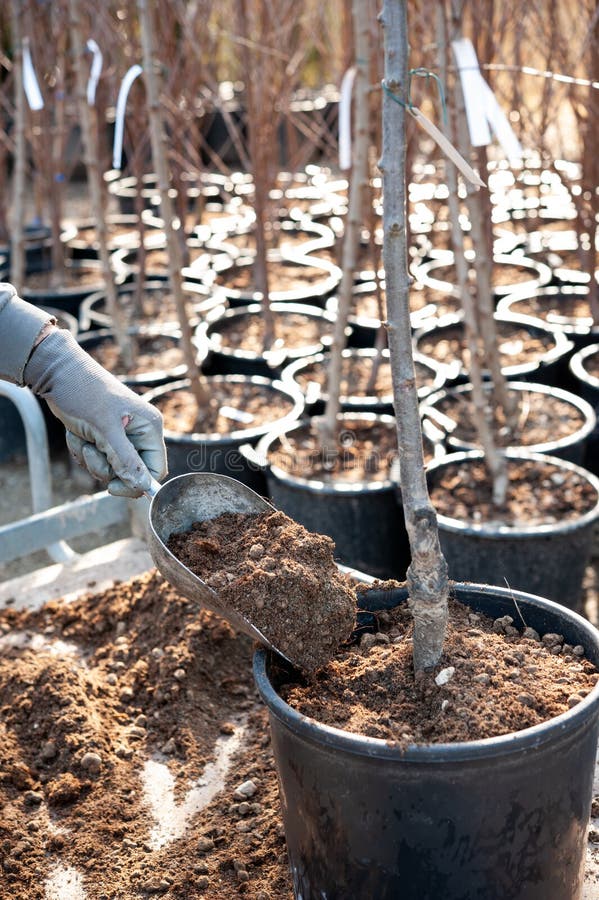 Farmer during a Small Tree Transplant Operation at the Garden Centre ...