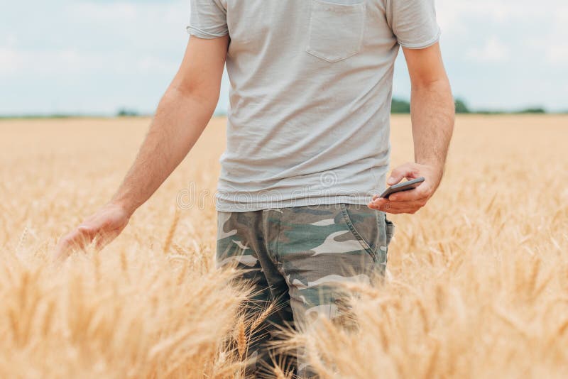 Farmer with Smartphone Checking Up on Development of Wheat Crops in ...
