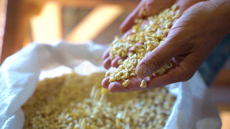 A Farmer Sorts Corn Kernels in a Sack. Dried Corn Kernels in Bags for ...