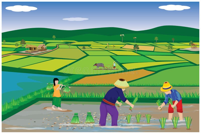 Paddy Field Vector Stock Illustrations – 1,940 Paddy Field Vector Stock ...