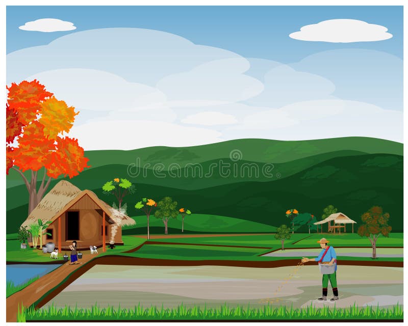 Farmer sow in paddy field stock vector. Illustration of carry - 130236328