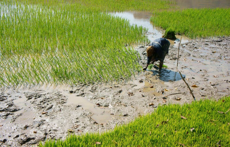 Farmer Sow Rice on Paddy Field Editorial Photography - Image of ...