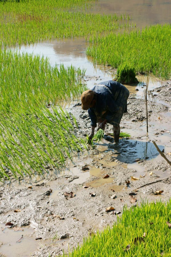 Farmer Sow Rice on Paddy Field Editorial Photography - Image of ...