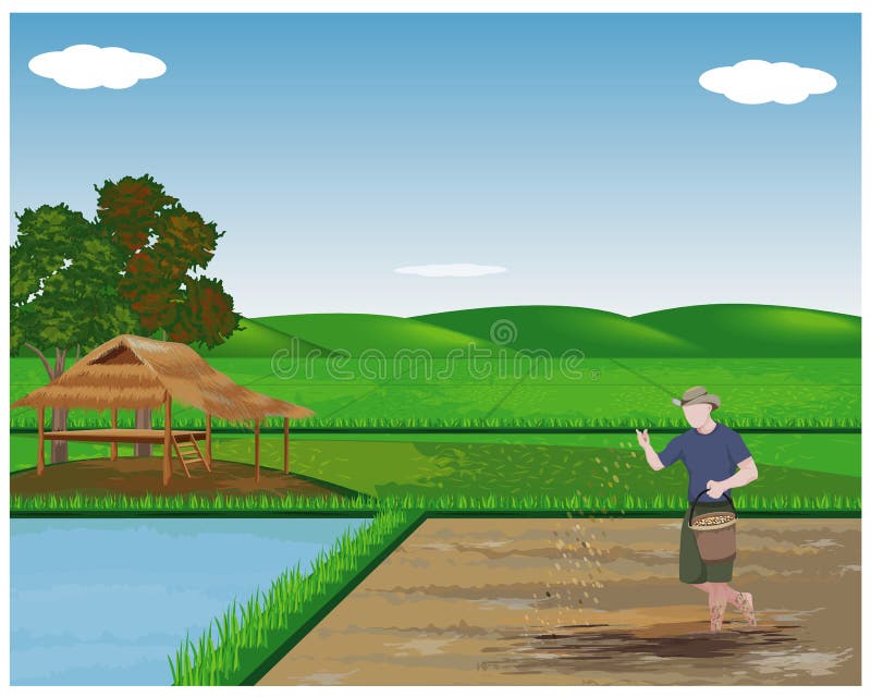 Farmer spray rice plant stock illustration. Illustration of gallon ...