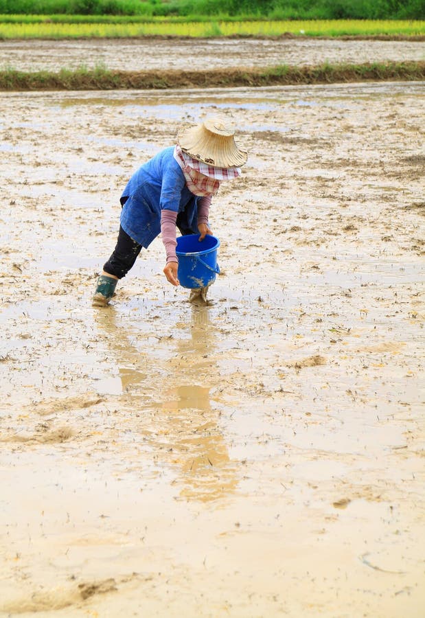 Farmer sowing rice seed stock image. Image of riceplanting - 33533241