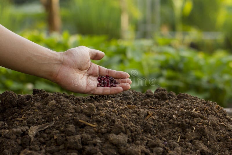 Farmer Sowing Seed of Legumes Stock Photo - Image of farm, green: 259876762