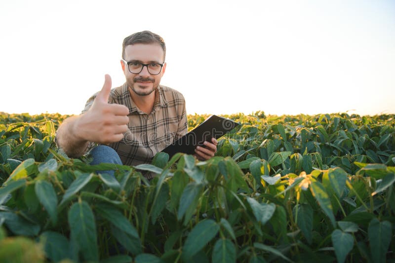 Agronomist Holds Tablet Touch Pad Computer in the Corn Field and ...