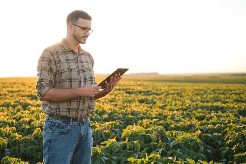 Agronomist Holds Tablet Touch Pad Computer in the Corn Field and ...