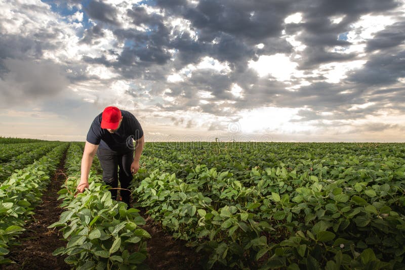 Soybean Fields before Harvest Stock Image - Image of cultivated, summer ...