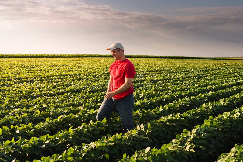 Soybean Fields before Harvest Stock Image - Image of cultivated, summer ...
