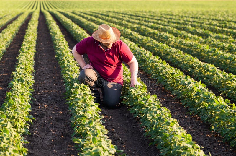 Soybean Fields before Harvest Stock Image - Image of cultivated, summer ...