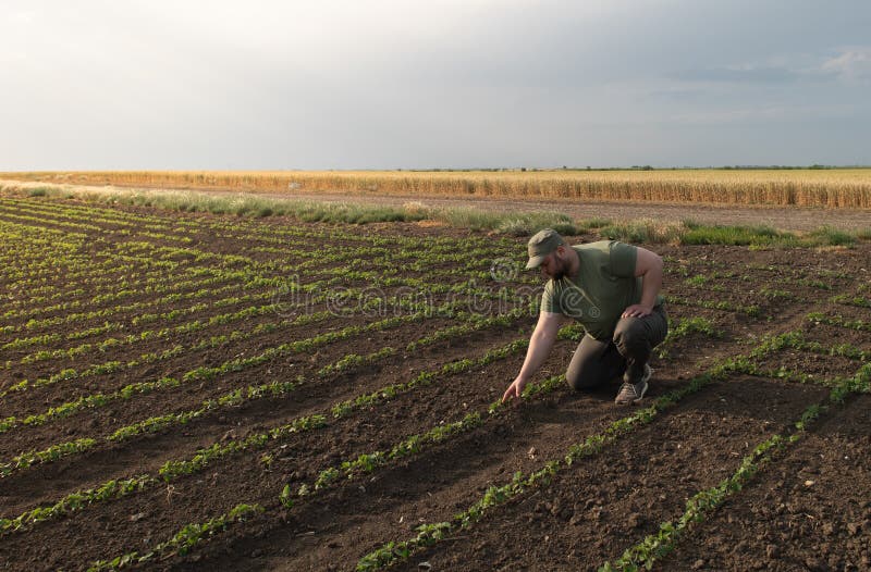 Soybean Fields before Harvest Stock Image - Image of cultivated, summer ...