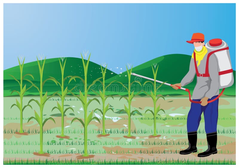 Farmer spray rice plant stock vector. Illustration of fertilizer ...