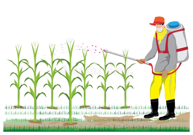 Farmer spray rice plant stock vector. Illustration of equipment - 100887185