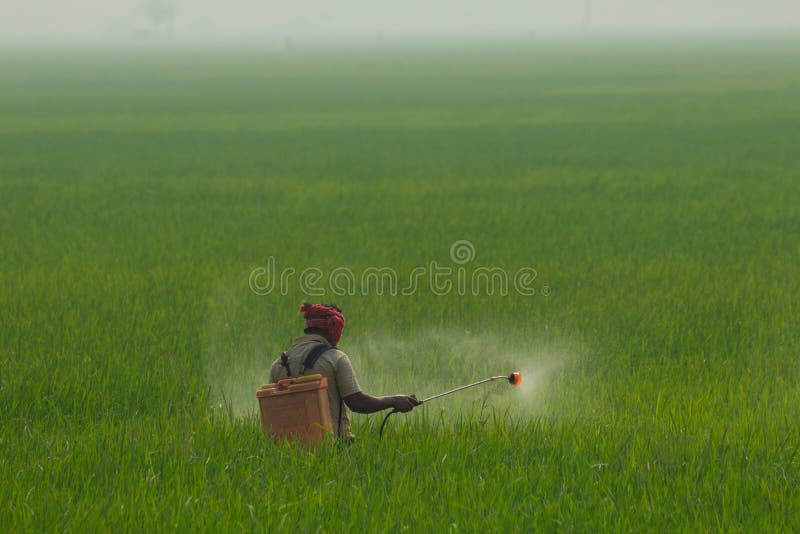 Farmer Spray the Fertilizer in the Rice Field Editorial Image - Image ...