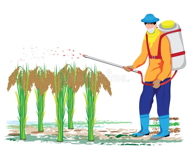 Farmer spray rice plant stock vector. Illustration of gallon - 100887566