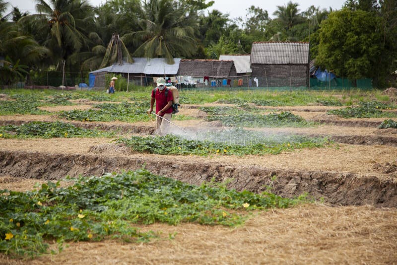Farmer Spraying Fertilizer for Fruit and Vegetables on Field Editorial ...