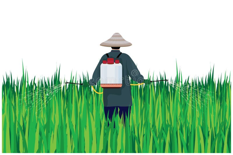 Farmer is Spraying Fertilizer in Rice Fields,vector Design Stock Vector ...