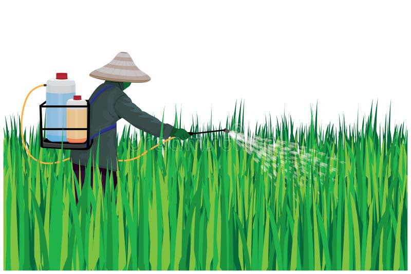 Farmer is Spraying Fertilizer in Rice Fields,vector Design Stock Vector ...