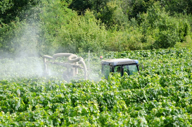 Farmer Spraying Grape Vines Stock Image - Image of grape, crop: 122518353