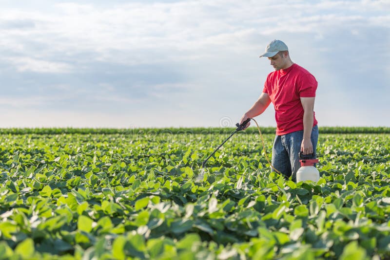 Farmer Spraying Green Soybean Plants. Stock Image - Image of spraying ...