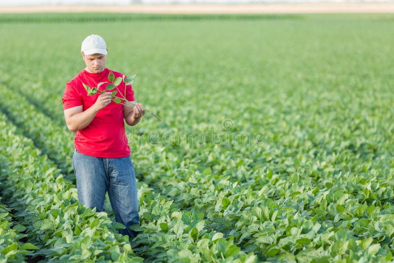 Farmer Spraying Green Soybean Plants. Stock Photo - Image of herbicides ...