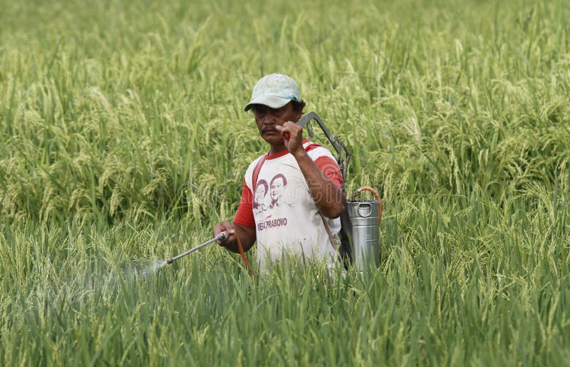 Farmer editorial photography. Image of java, rice, central - 35269132