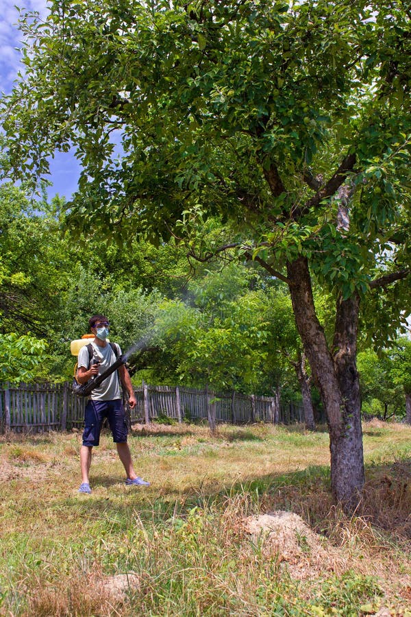 Farmer spraying the trees stock photo. Image of grass - 25663700