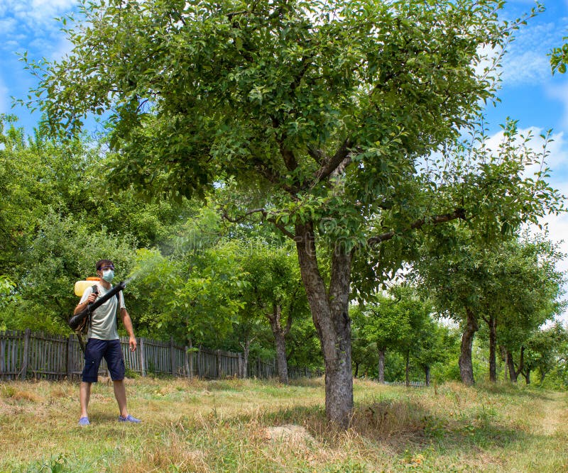 Farmer spraying the trees stock photo. Image of outdoor - 25663704
