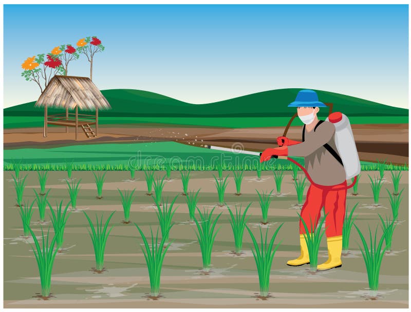 Farmer sprays rice plant stock vector. Illustration of green - 95543331