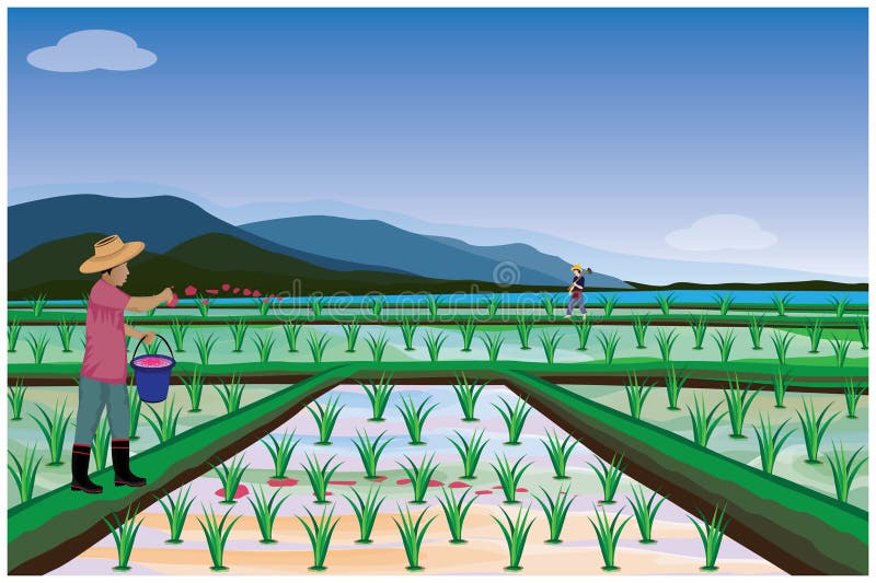 A Farmer is Spreading Fertilizer in a Rice Field.vector Design Stock ...