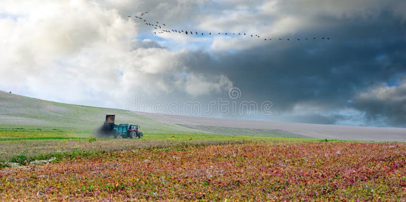 Farmer Spreading Manure in the Fields Stock Photo - Image of work, land ...