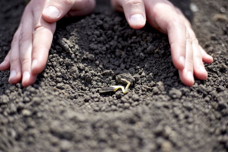 The Farmer Sprinkles the Sprouted Seed with Earth, Sowing a New Crop ...