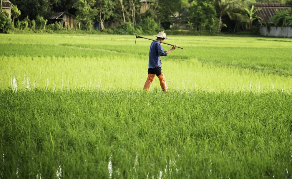Farmer with Spud in the Rice Field Stock Photo - Image of spud, tree ...