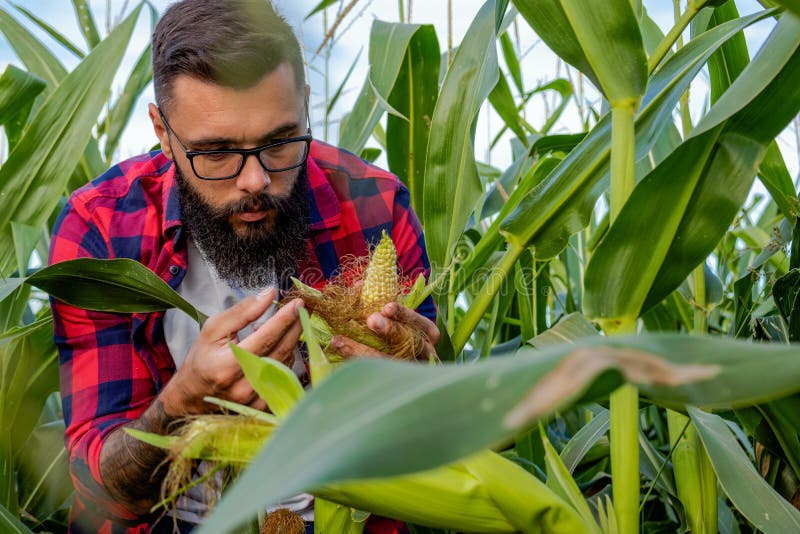 Farmer Standing in Corn Field Inspecting Corn Cobs. Stock Image - Image ...