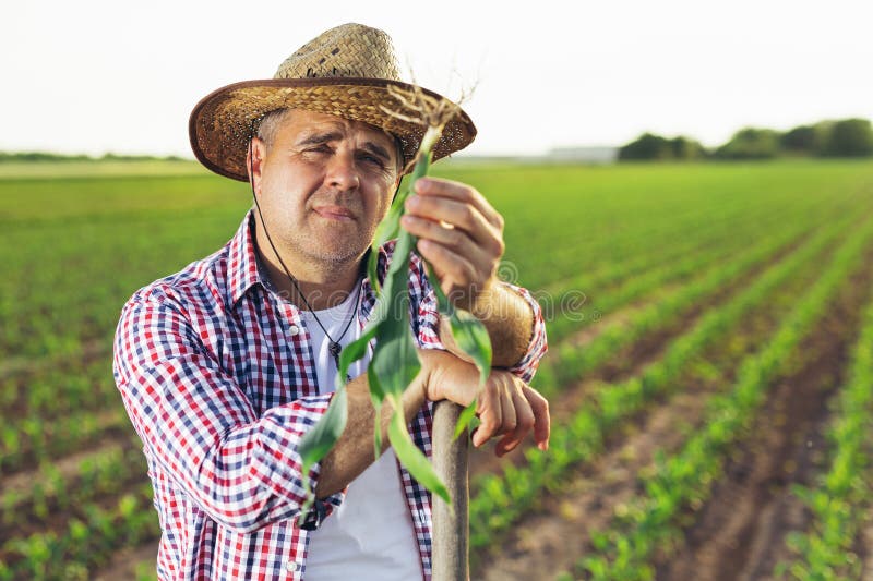 Farmer is Standing in His Growing Corn Field. he is Examining Crops ...