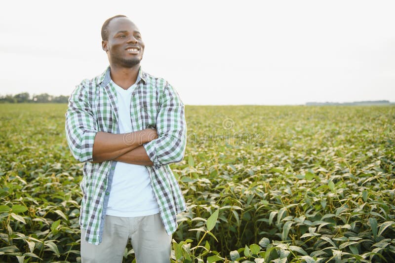 Farmer is Standing in His Growing Soybean Field. he is Satisfied ...