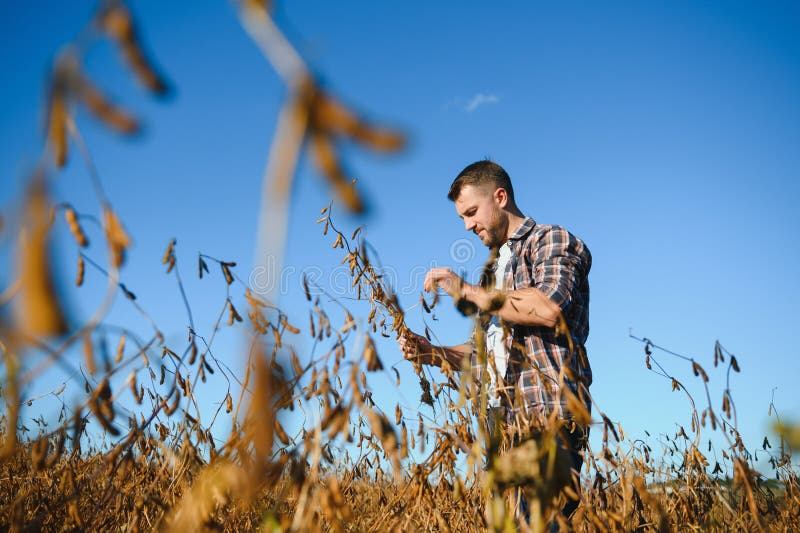 Farmer Standing in Soybean Field Examining Crop at Sunset Stock Photo ...