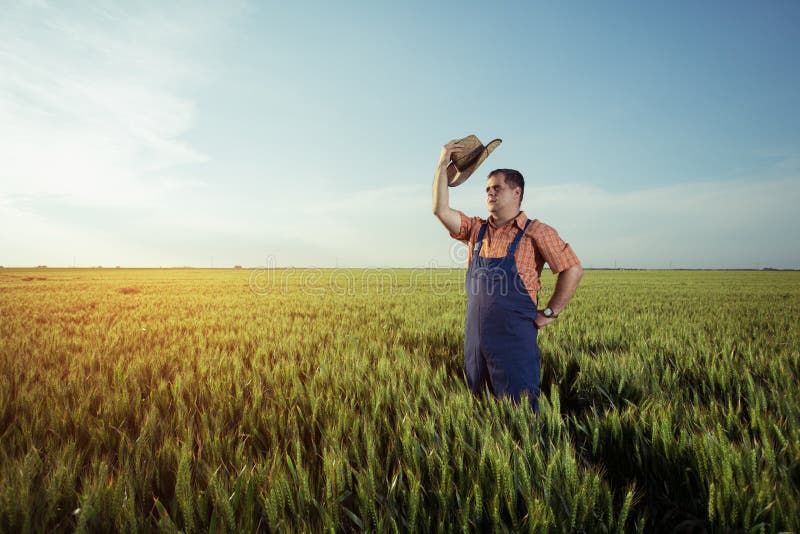Farmer Standing in a Wheat Field Stock Photo - Image of rural, farming ...